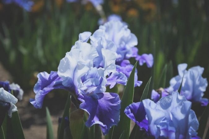 How to Plant, Grow and Care for Iris | Homecazt | Magazine